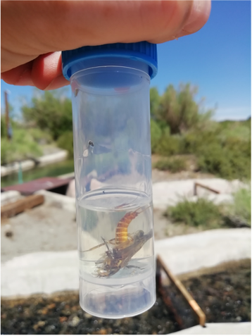 How climate change-induced early snowmelt may change the structure of ...